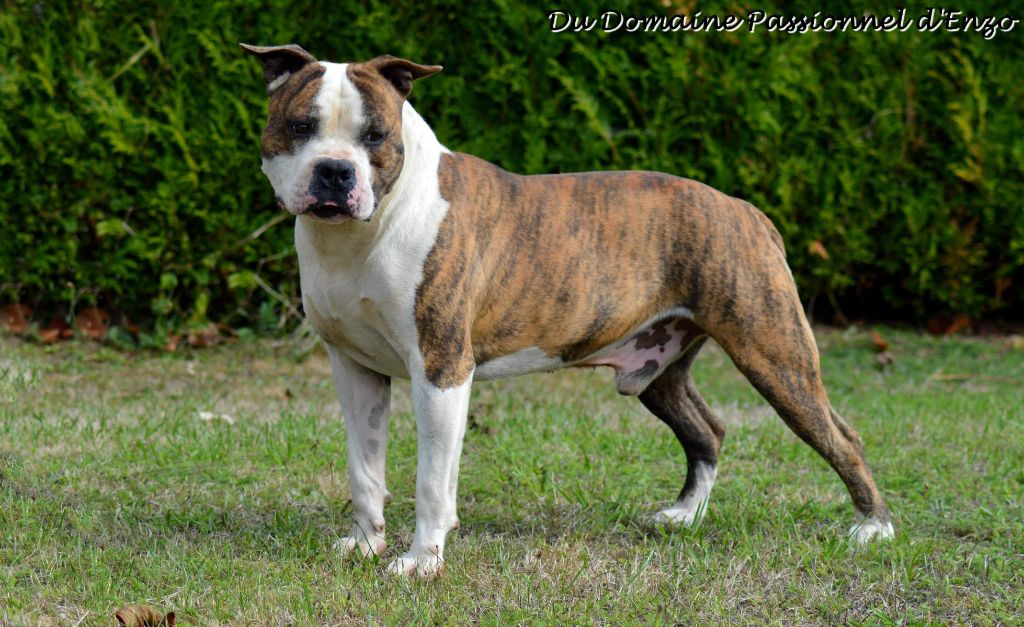 Chien - N'top gun du Domaine Passionnel d'Enzo - Du Domaine Passionnel d'Enzo - eleveur de ...